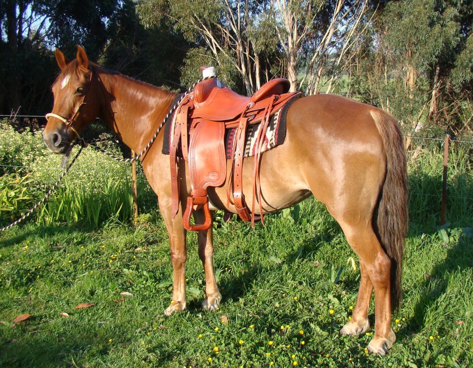 michelle-lake – JC Martin Saddle Co.